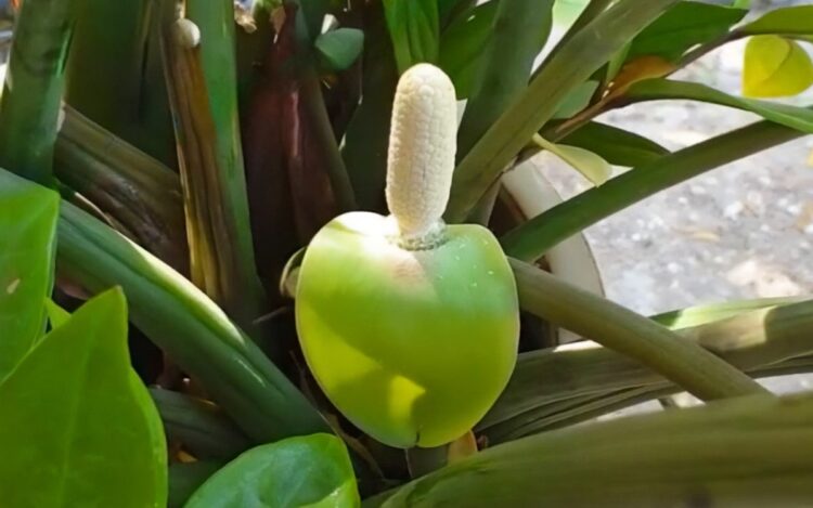 ZZ Plant Flower: The Ultimate Guide to This Rare Indoor Bloom